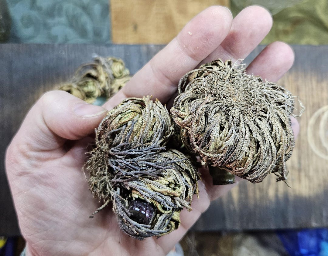 2 Dried Rose of Jericho Resurrection Plants With a Surprise Inside! as ...