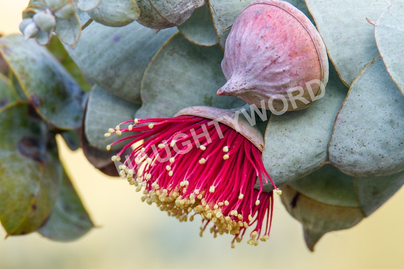 Australian Mottlecah Gum Blossom Digital Print - Etsy Australia