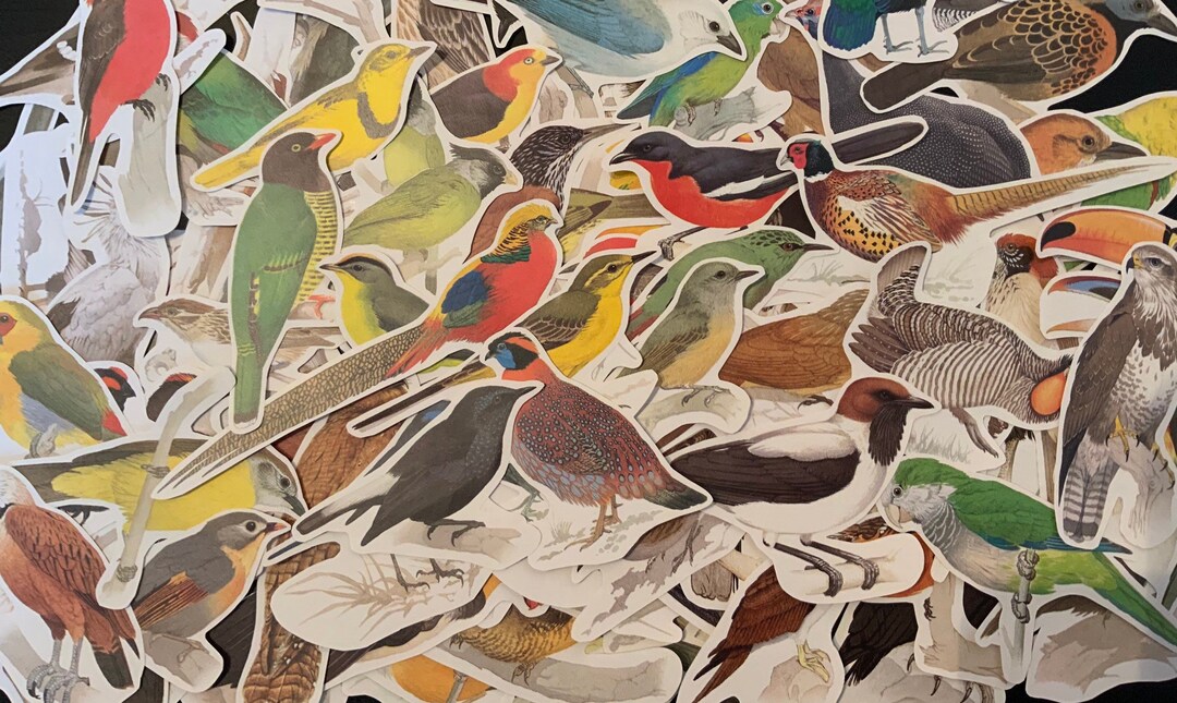 40 Pc Bird Themed Cut Outs/fussy Cuts - Etsy
