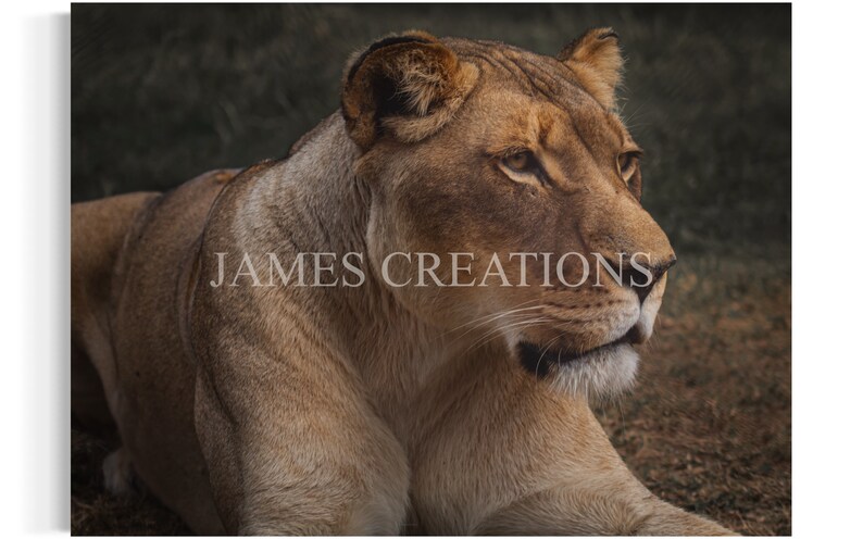 Lioness Photography - Etsy