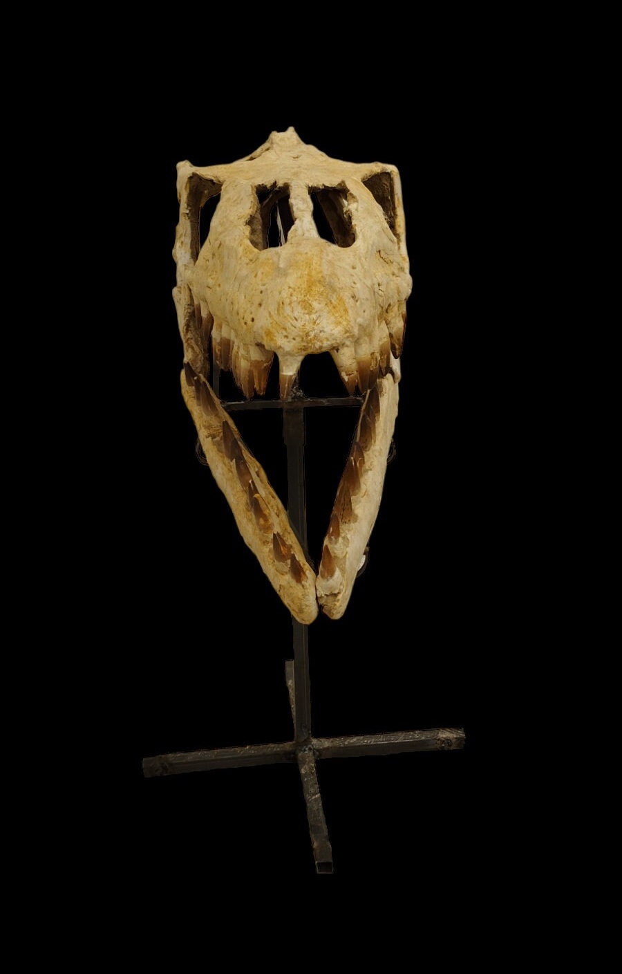 Impresionante cráneo de mosasaurio de calidad de museo de 35 - Etsy España