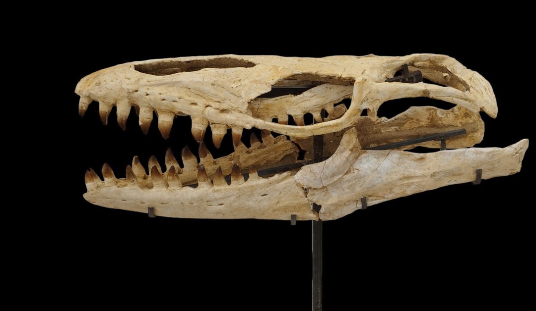 Impresionante cráneo de mosasaurio de calidad de museo de 35 - Etsy España