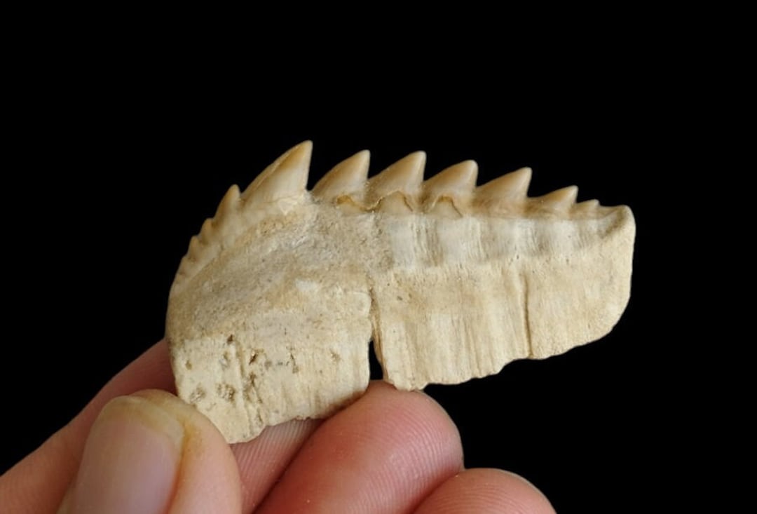 Great Notidanodon Loozi Cow Shark Tooth Fossil - Etsy