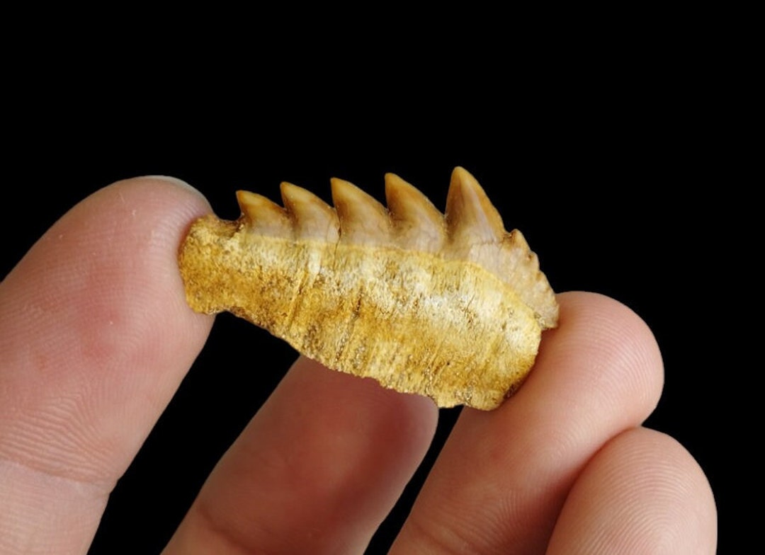 Great Notidanodon Loozi Cow Shark Tooth Fossil - Etsy