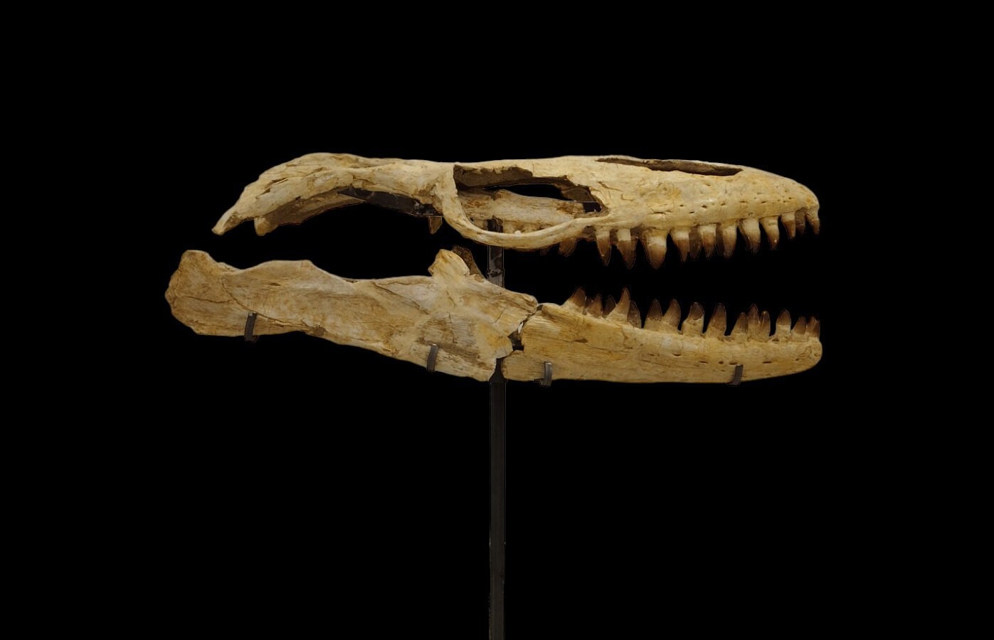 Impresionante cráneo de mosasaurio de calidad de museo de 35 - Etsy España