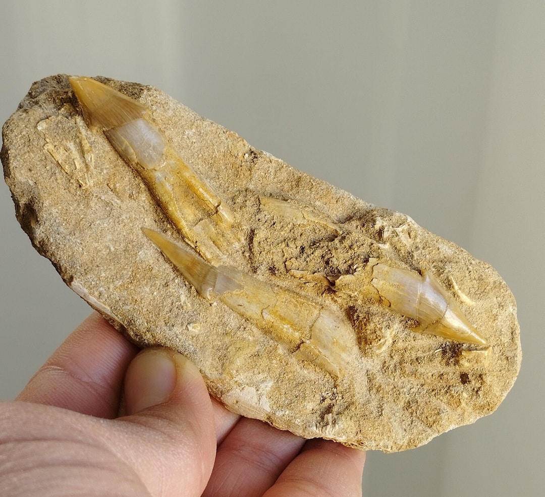 Rare Piece of 3 Associated Sawfish Teeth Barb - Etsy