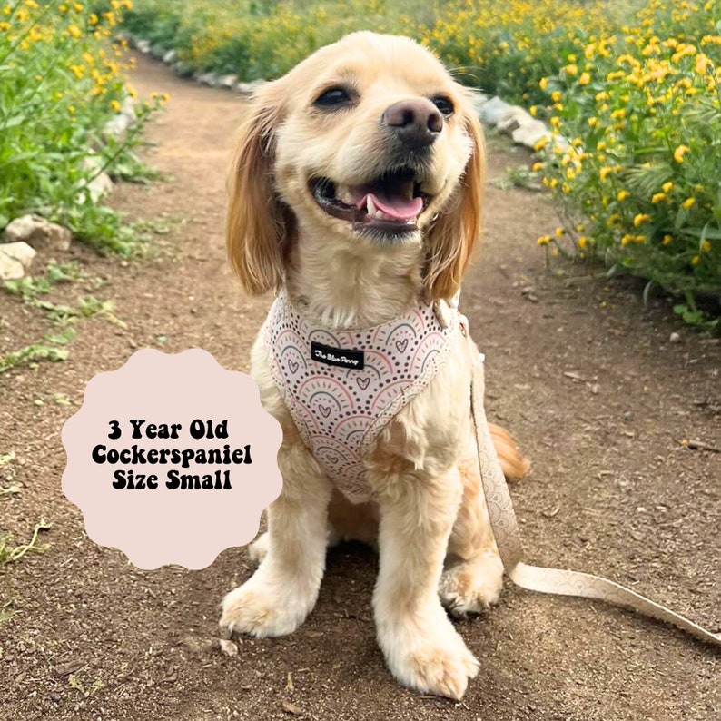 Boho Rainbow Dog Harness Cute Dog Harness & Leash Set Cute Dog - Etsy