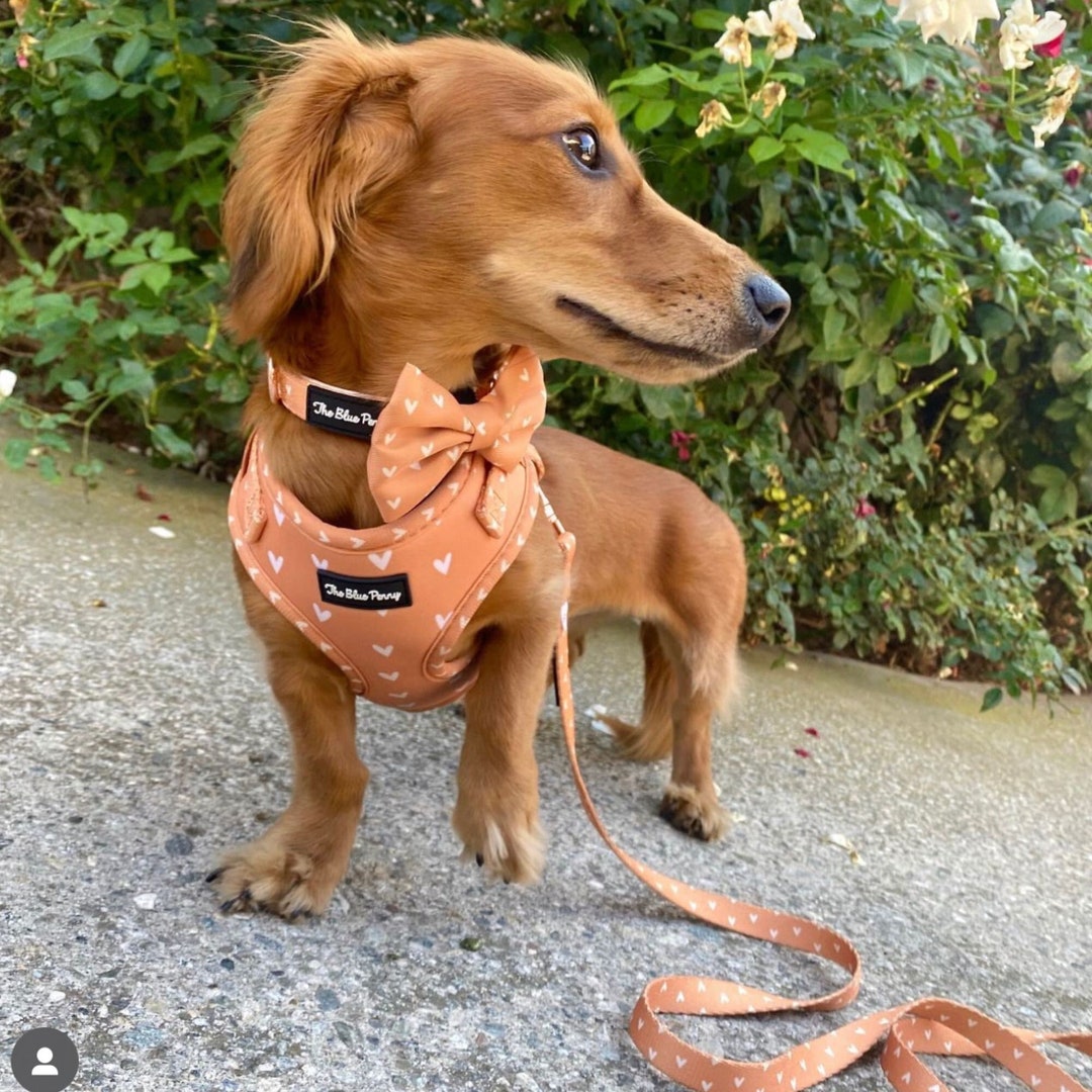 Aesthetic Dog Harness Cute Dog Harness Peach Dog Harness - Etsy