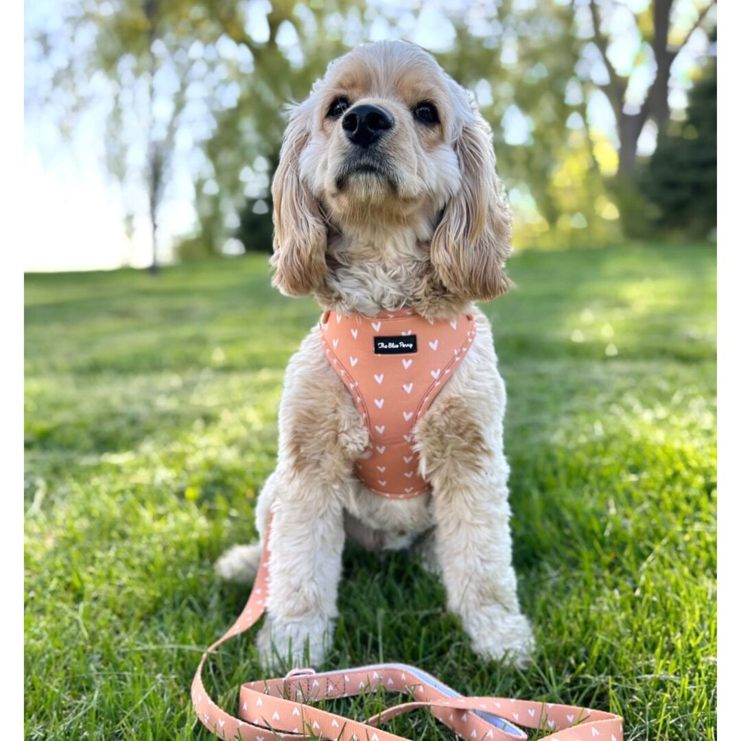 Aesthetic Dog Harness Cute Dog Harness Peach Dog Harness Valentines ...