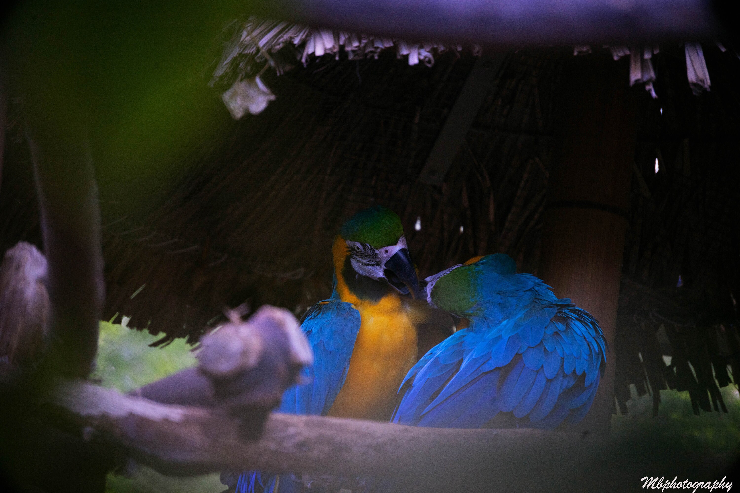 Parrots Kissing - Etsy