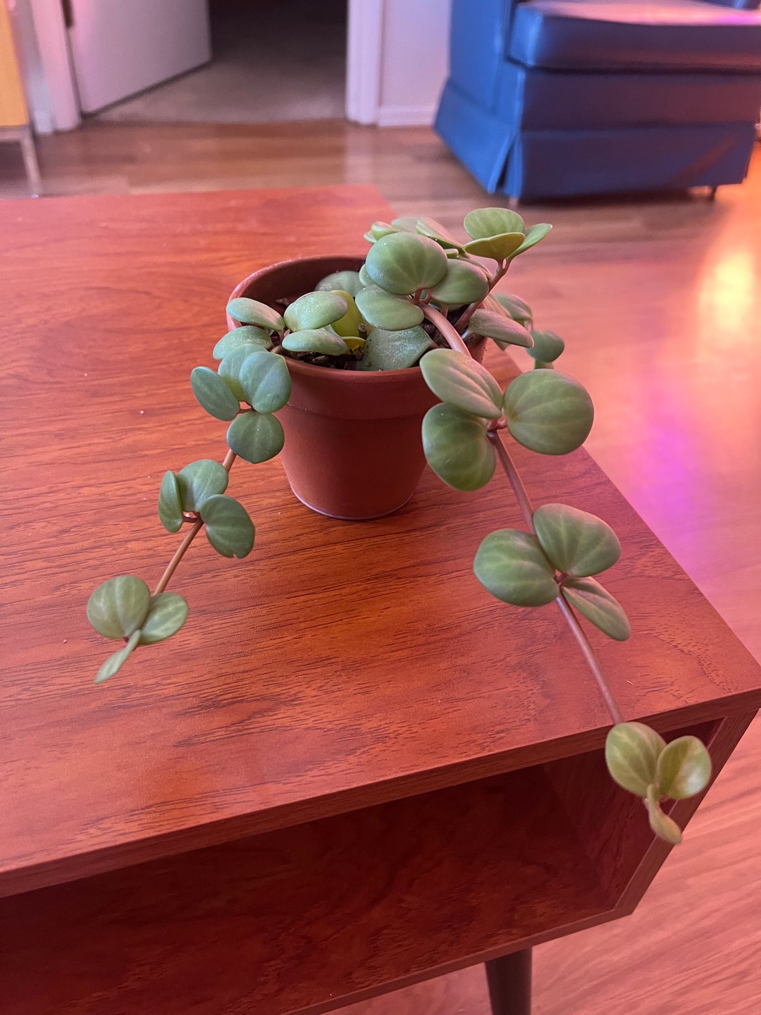 Peperomia Tetraphylla acorn Live Plant - Etsy