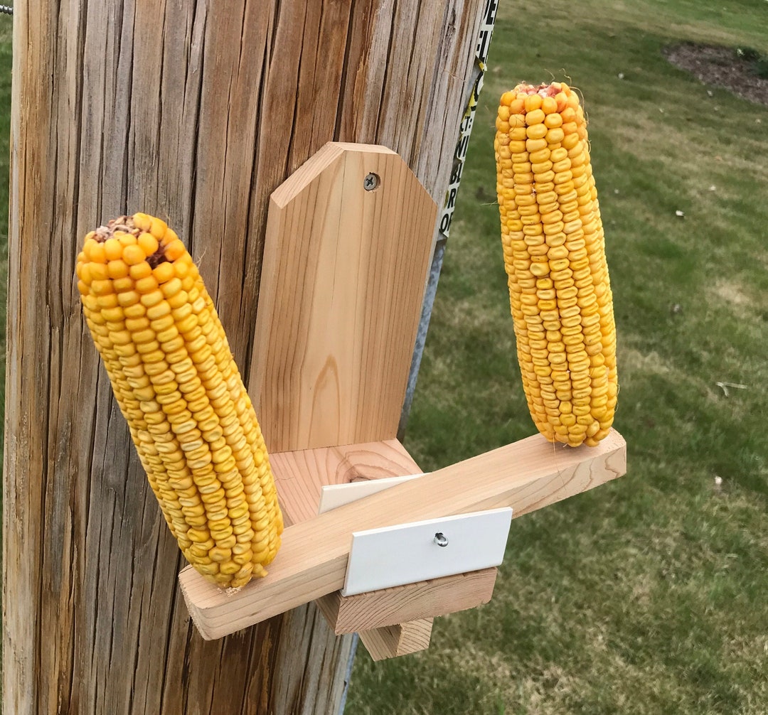 Watch Your Squirrels Feed on the WACKY Teeter-totter Squirrel Feeder ...