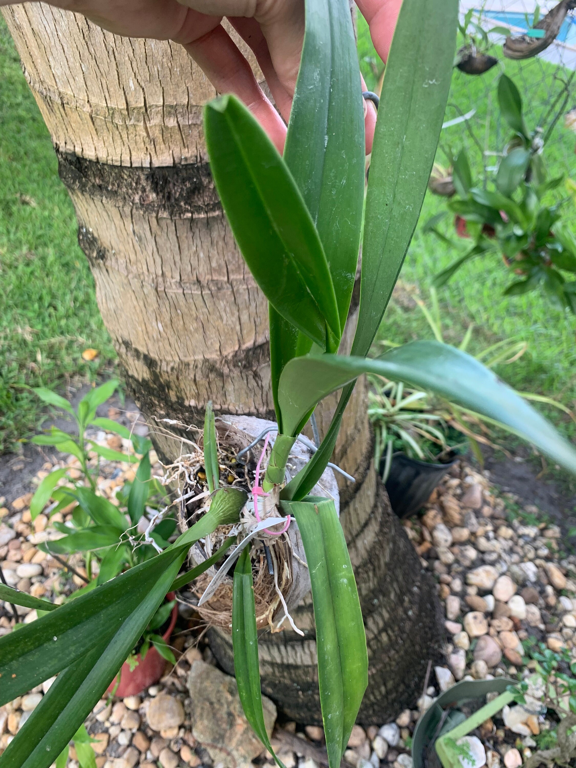 Encyclia Alata X Sib Blooming Size - Etsy