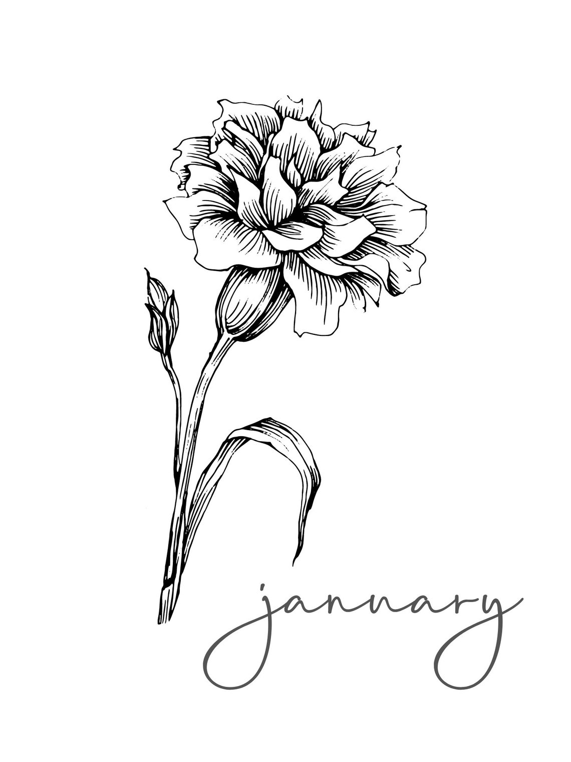 BUNDLE Png Birth Flower Drawings, Bundle of 12 PNG Files, Birth Month ...