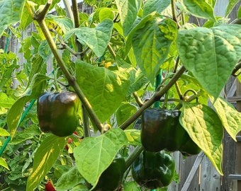 Aji Amarillo Plants - Etsy