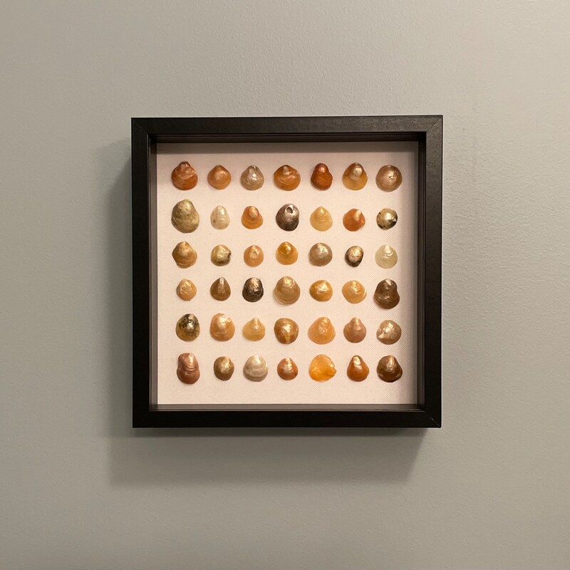 Shell Artwork - Etsy