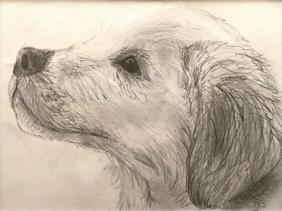 Golden Retriever Puppy Sketch - Etsy