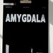 Amygdala - Agust D BTS Suga - Etsy