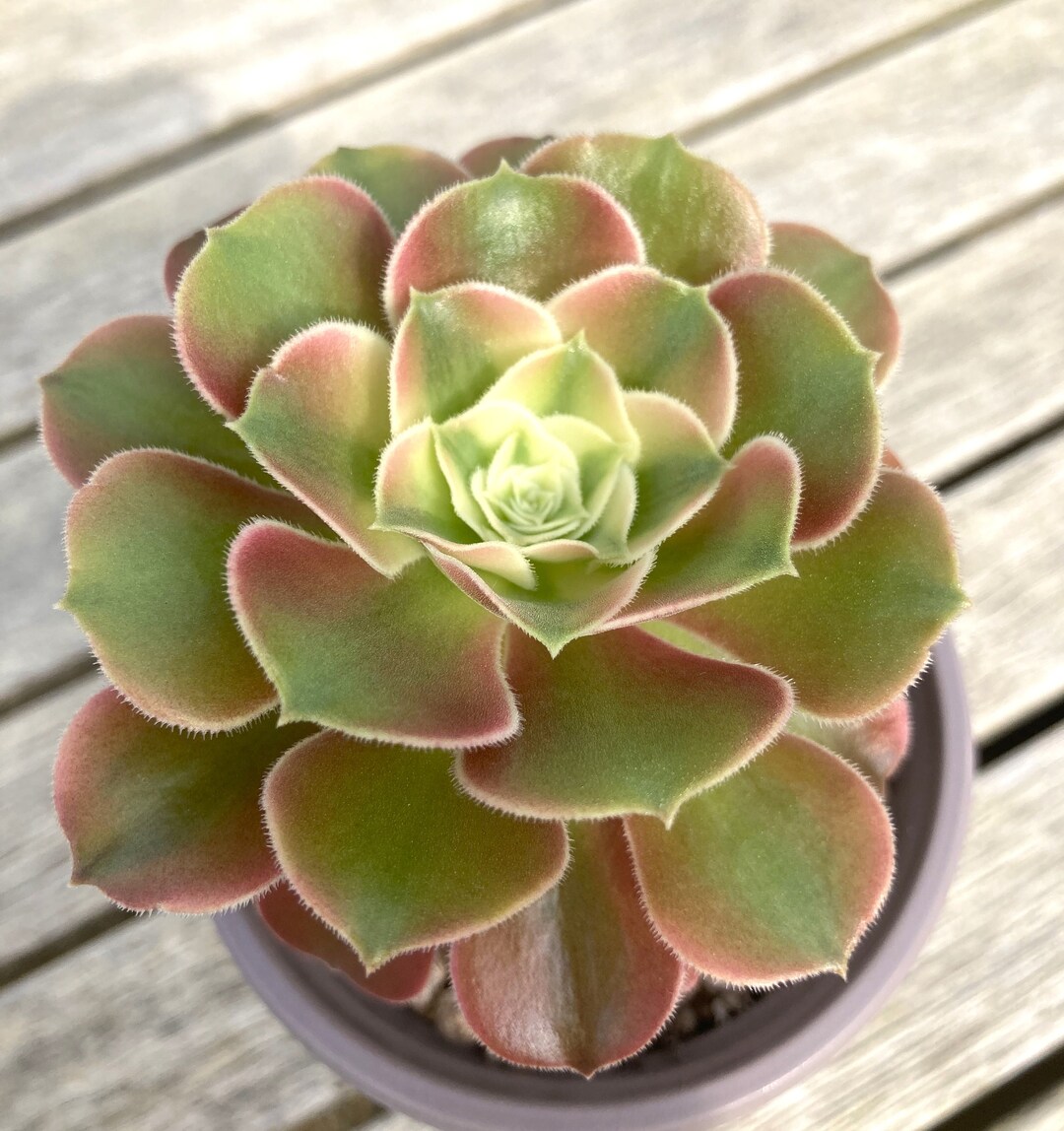 Aeonium Princess. Rooted Aeonium. Rooted Succulent. - Etsy UK