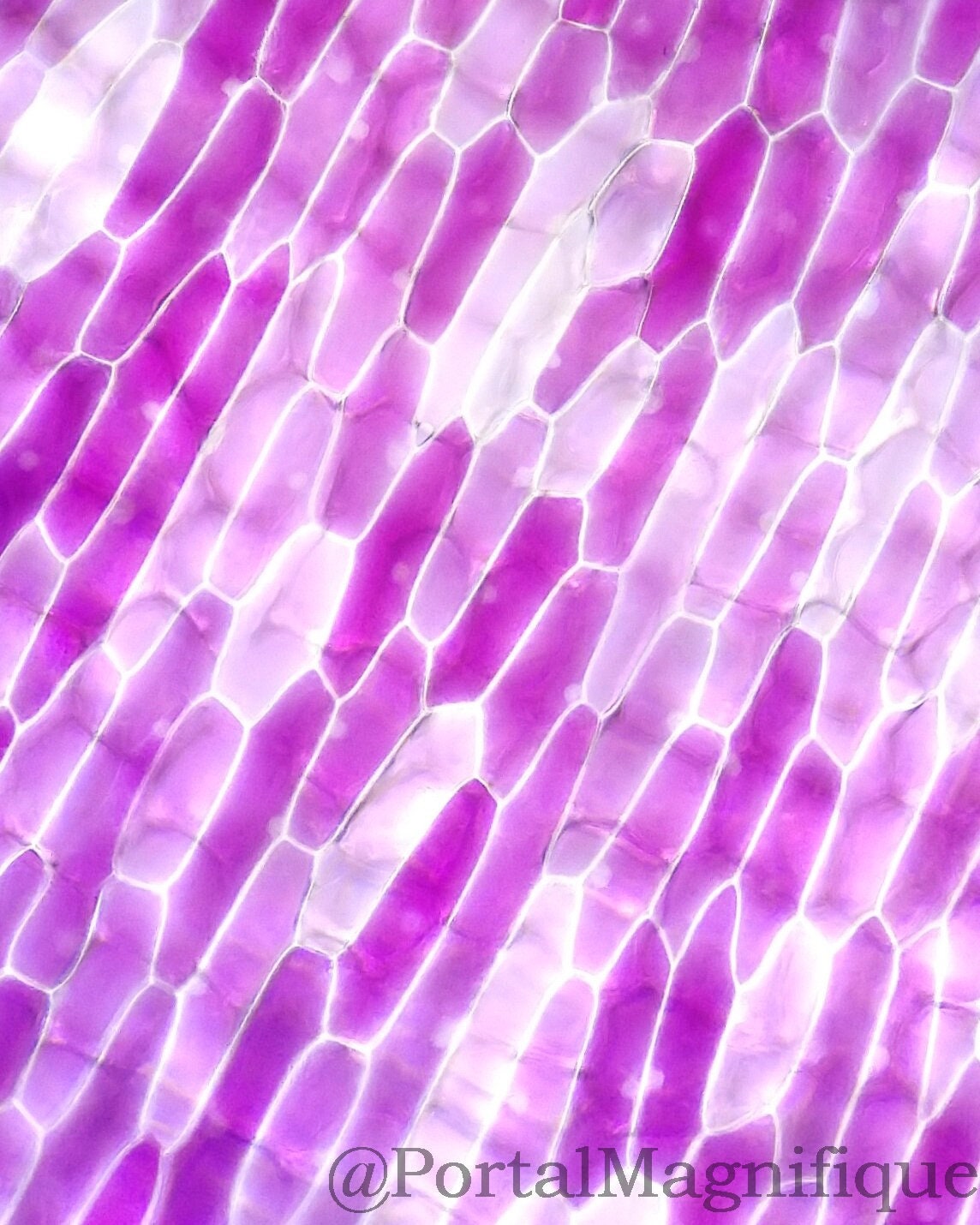 Red Onion Cells Under Microscope