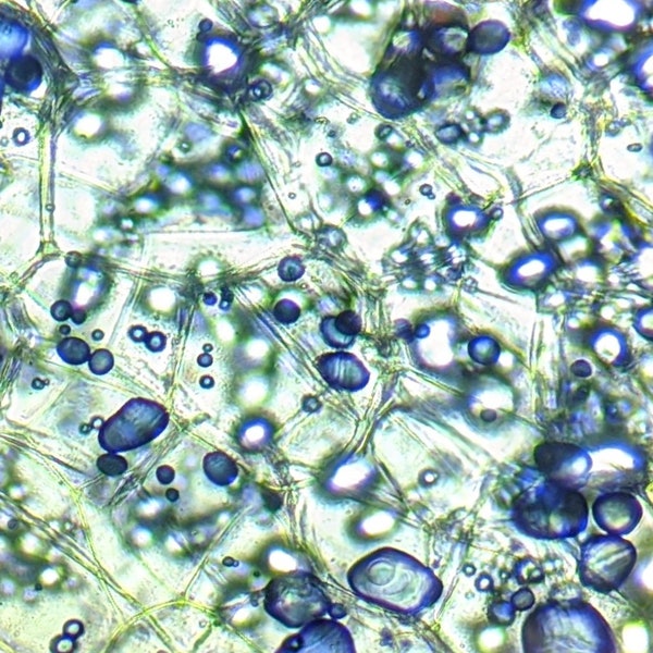 Microscope Art - Etsy