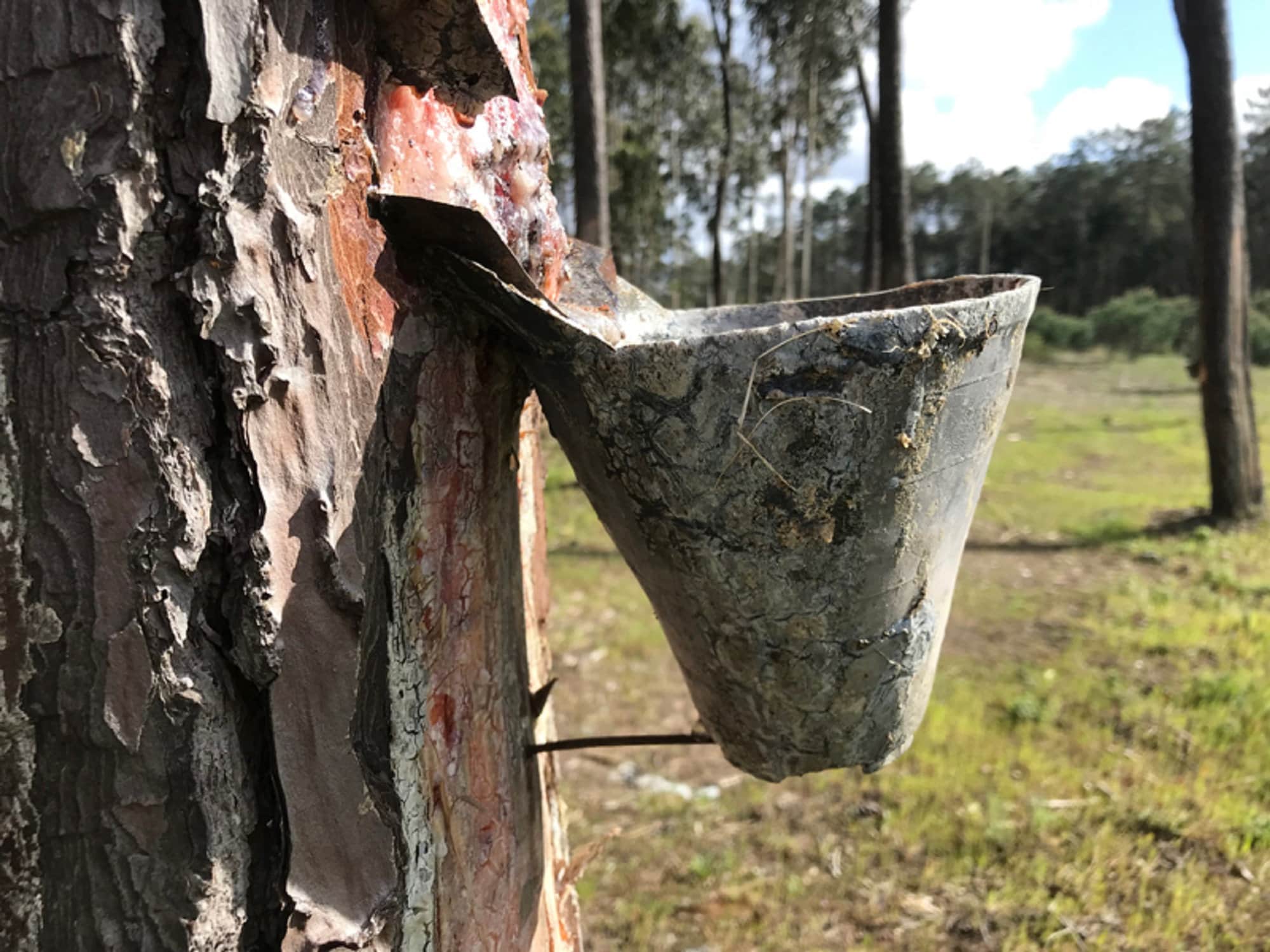 Turpentine 500 Ml (16,9 Fl Oz) 100 % Pure Gum Spirits of Turpentine ...