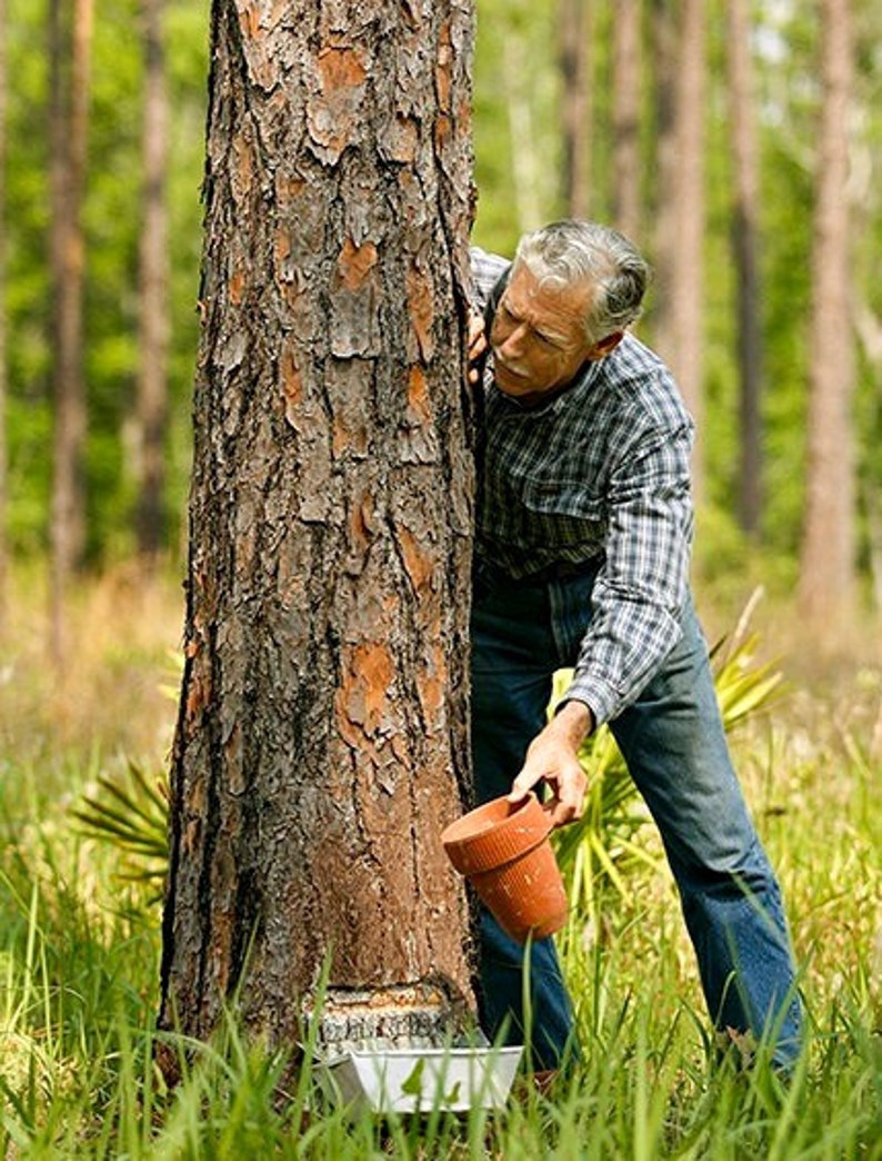 Turpentine 1000 Ml - 33.81 Fl Oz - 100 % Pure Gum Spirits of Turpentine ...