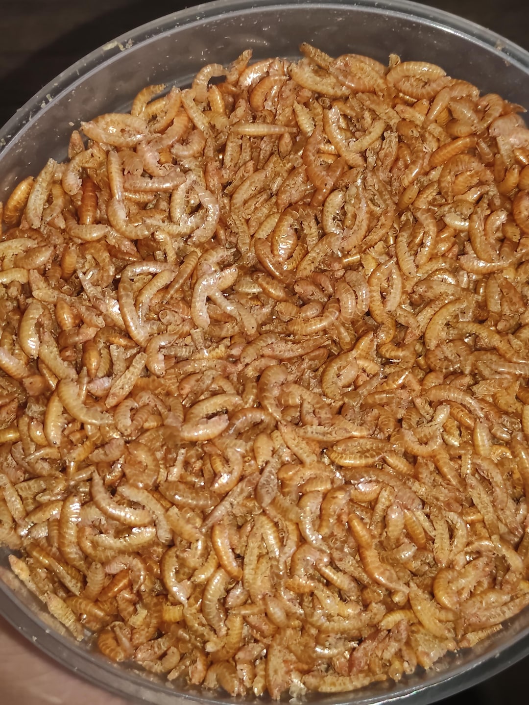 Freeze Dried Gammarus Shrimp 1L - Fish Food Turtle Terrapin Koi ...