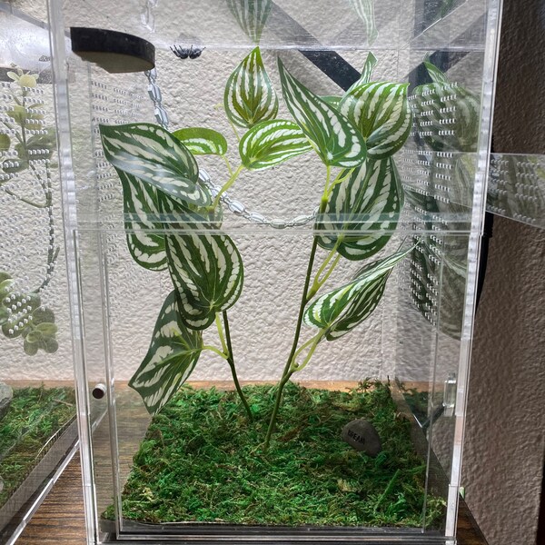 Jumping Spider Cage - Etsy