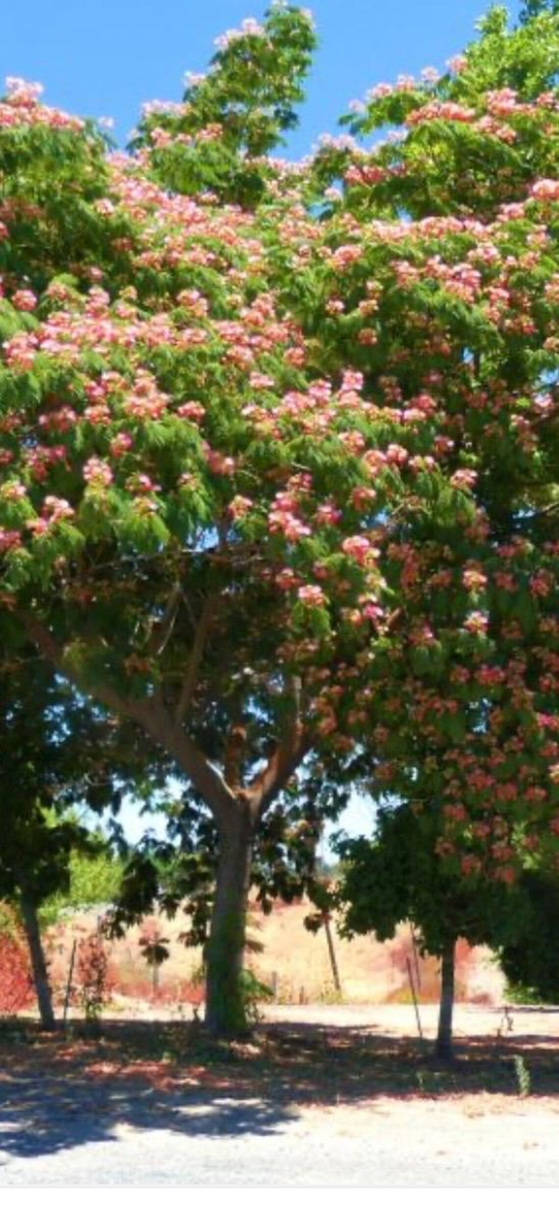 Pink Fragrant Mimosa Tree Seeds - Etsy