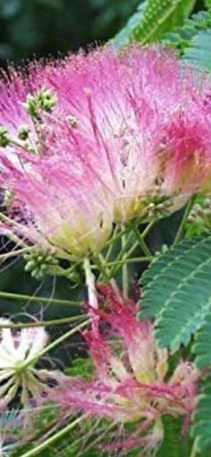 Pink Fragrant Mimosa Tree Seeds - Etsy