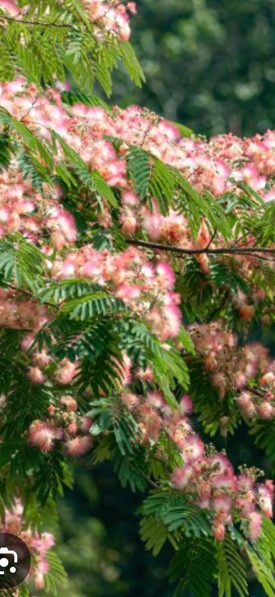 Pink Fragrant Mimosa Tree Seeds - Etsy