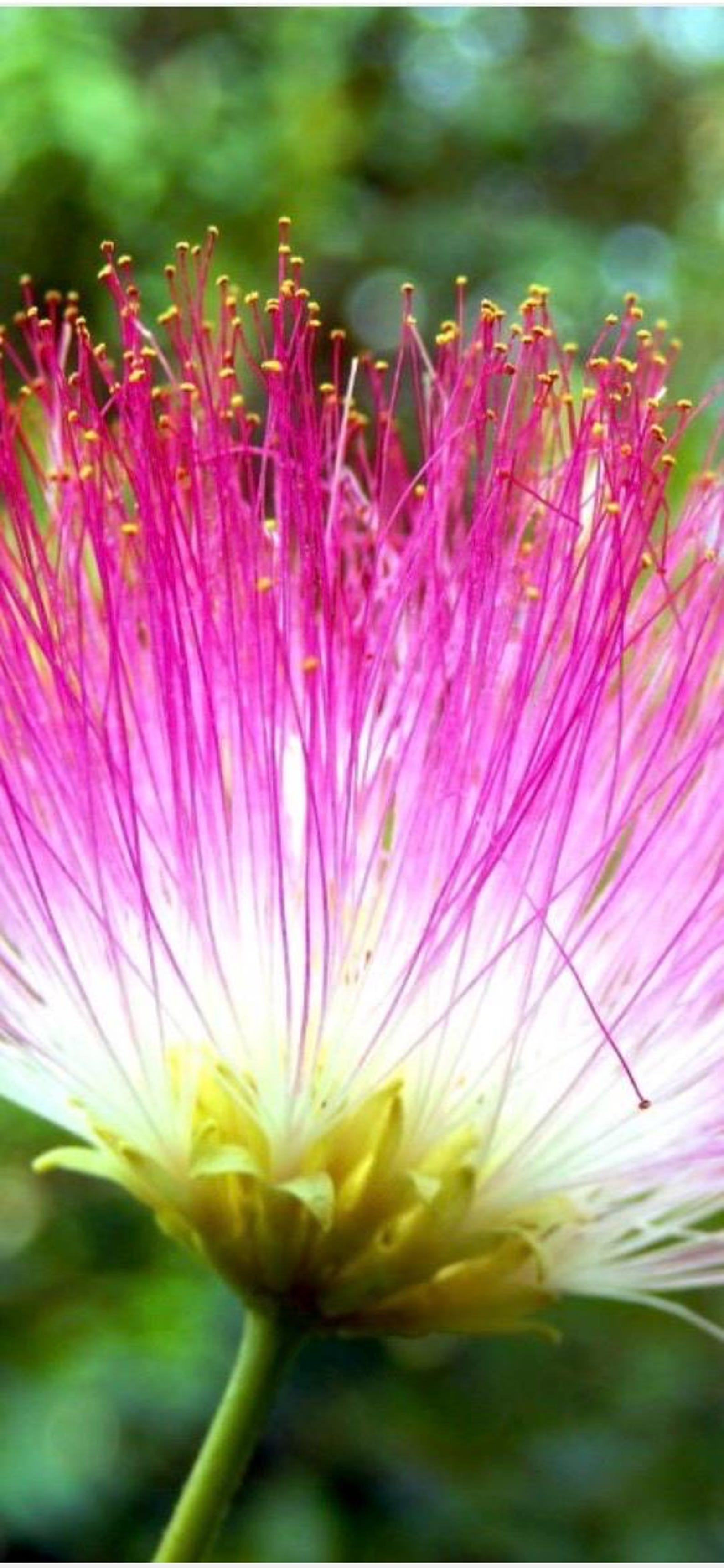 Pink Fragrant Mimosa Tree Seeds - Etsy