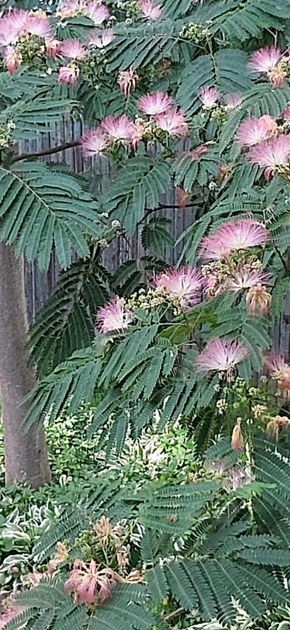 Pink Fragrant Mimosa Tree Seeds - Etsy