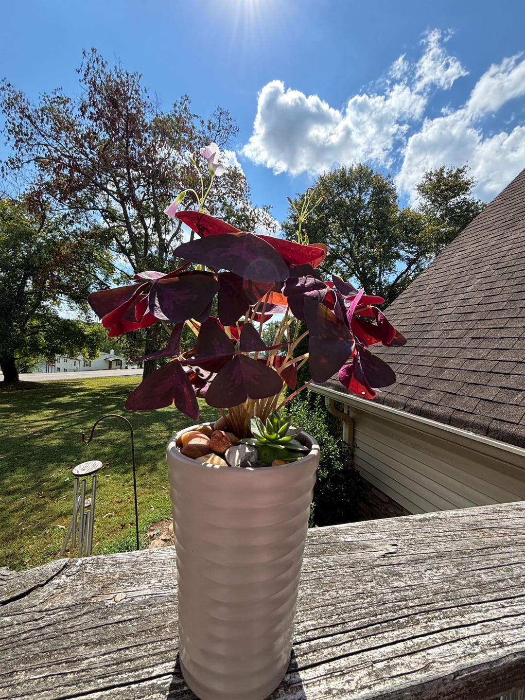 Purple Shamrock, Oxalis, With Hen and Chick Succulent, Decorative Rocks ...