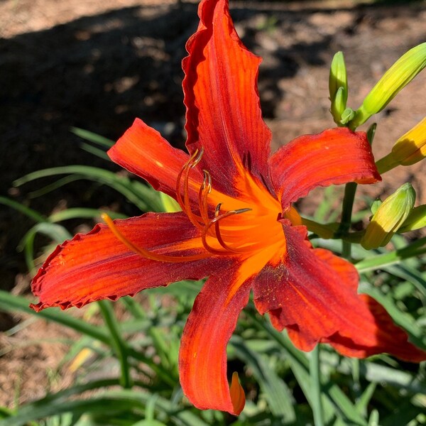 Daylily - Etsy