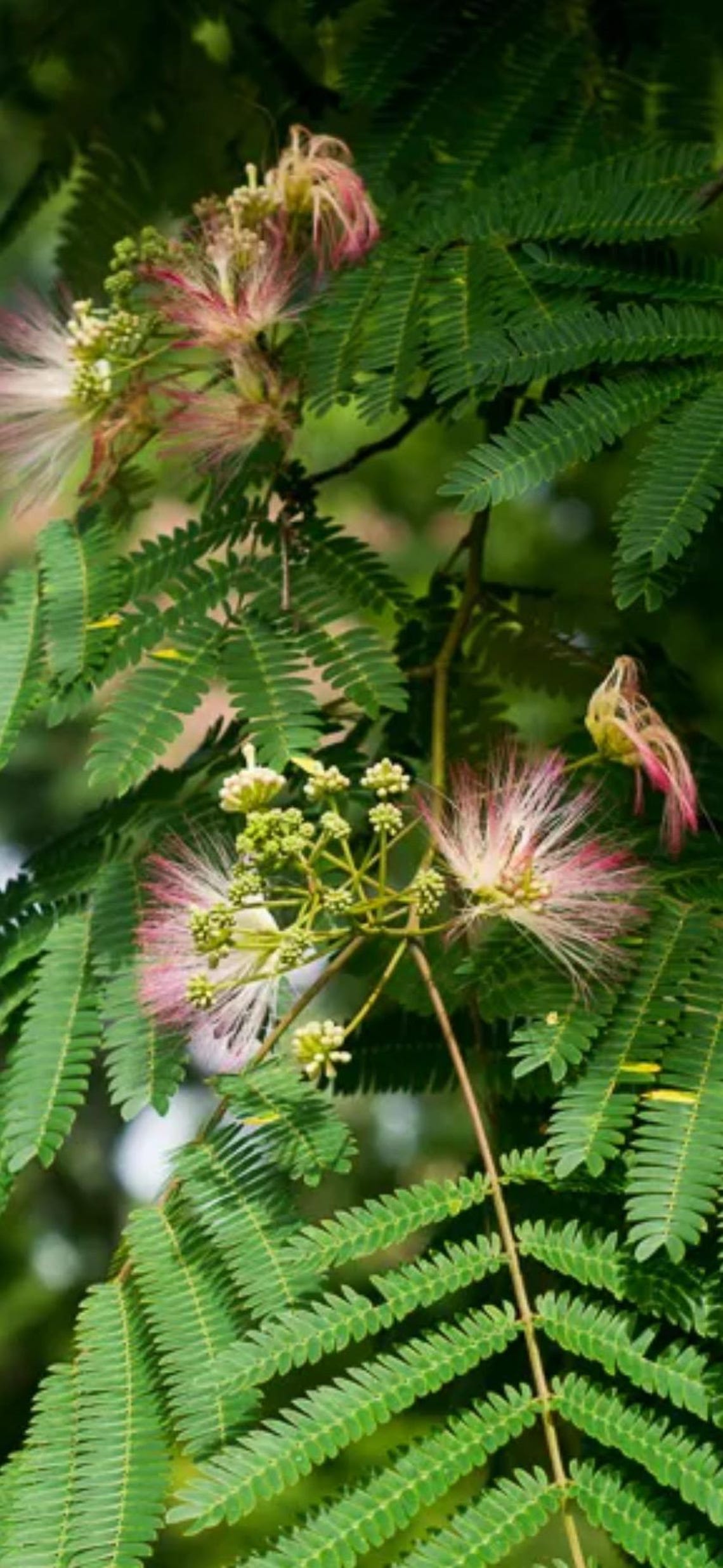 Pink Fragrant Mimosa Tree Seeds - Etsy