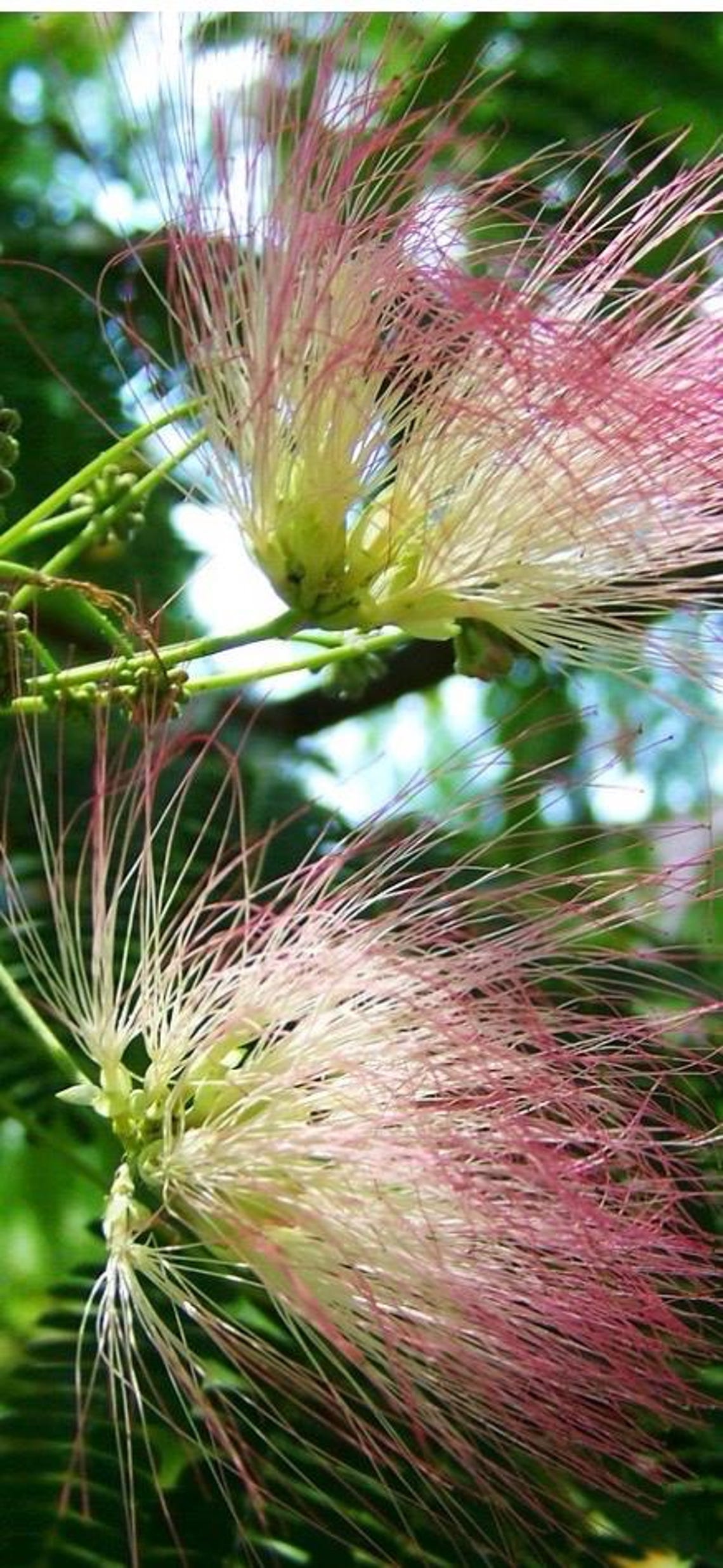 Pink Fragrant Mimosa Tree Seeds - Etsy