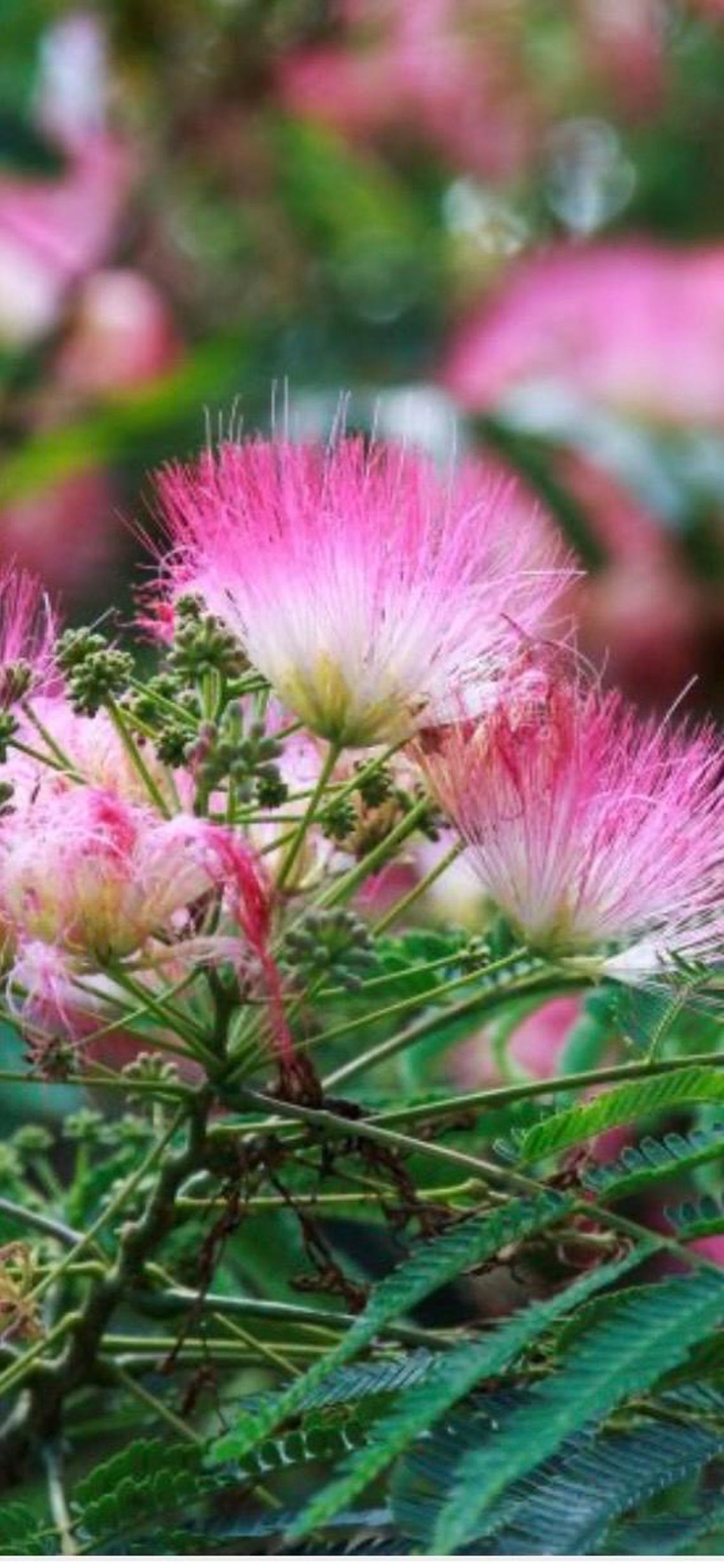 Pink Fragrant Mimosa Tree Seeds - Etsy