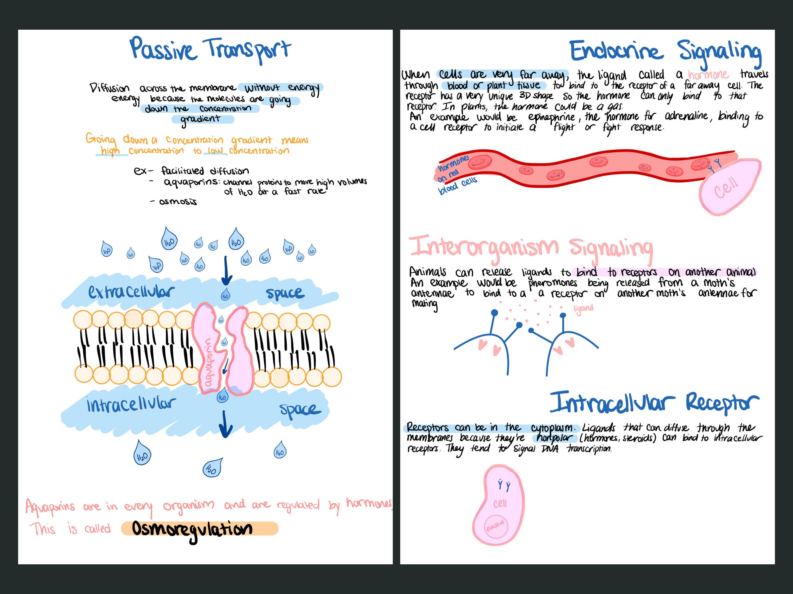 COMPLETE AP Biology Study Guide (part 3) - Etsy