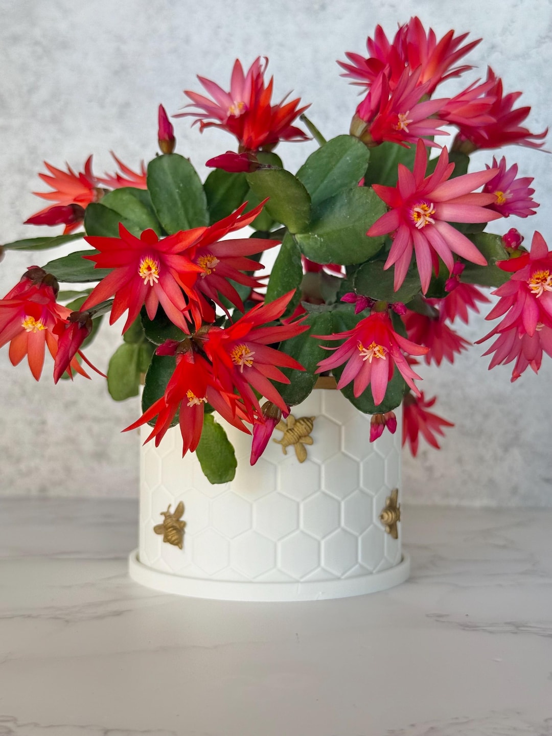 Honeycomb Bee Pot With Drainage Saucer: Hand-painted Indoor Planter - Etsy