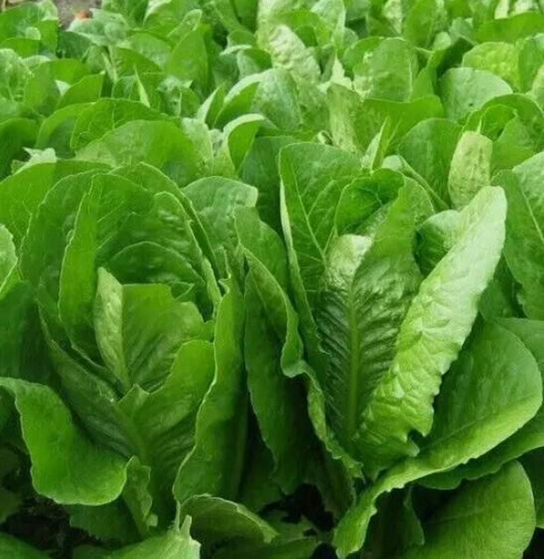 300 Count Parris Cos Romaine Lettuce - NON-GMO - Etsy