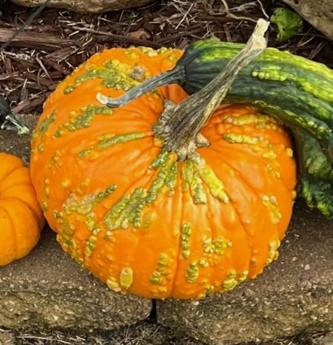 30 Count Warty Goblin Pumpkin Mix - for Planting and Microgreens - NON ...