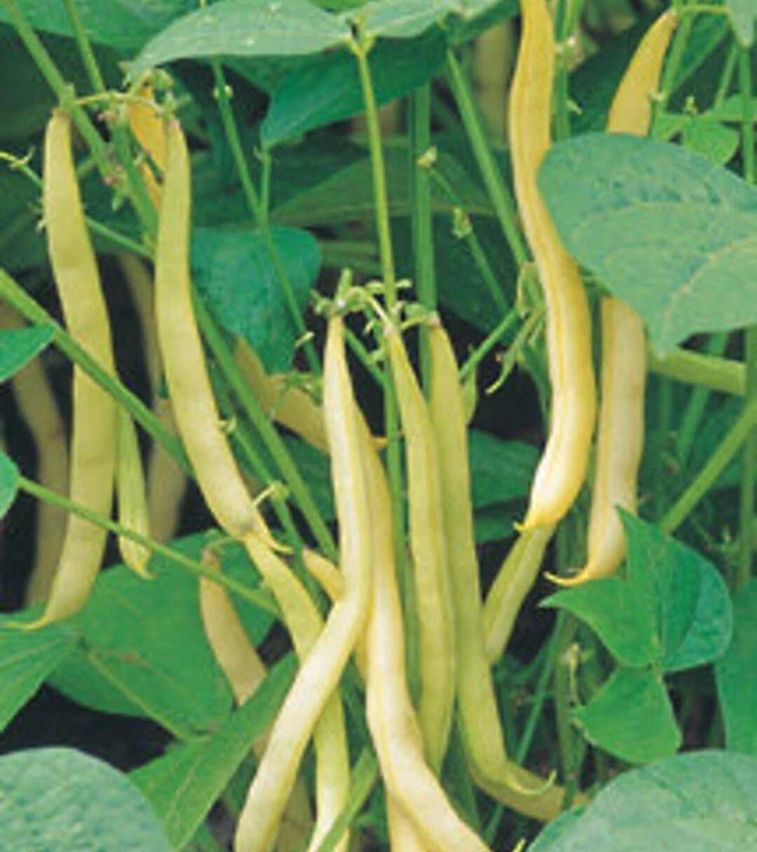 30 Count Top Notch Bush Bean - NON-GMO - Heirloom - Etsy