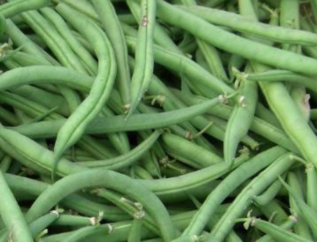 30 Count Burpee Stringless Bush Bean - NON-GMO - Heirloom - Etsy
