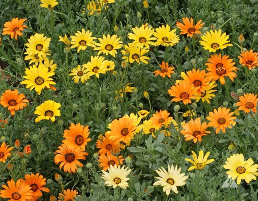 50 Count African Daisy Seed Mix - NON-GMO - Free Shipping - Etsy