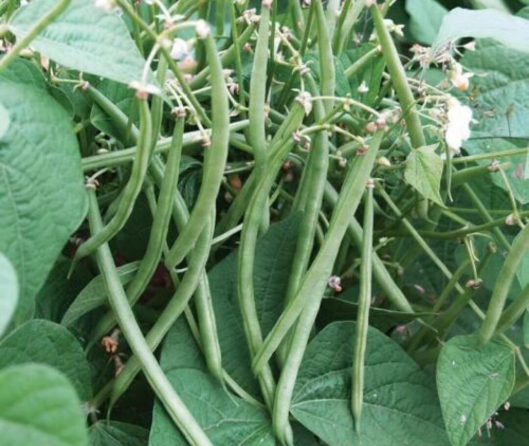 30 Count Top Crop Bush Bean - NON-GMO - Heirloom - Etsy