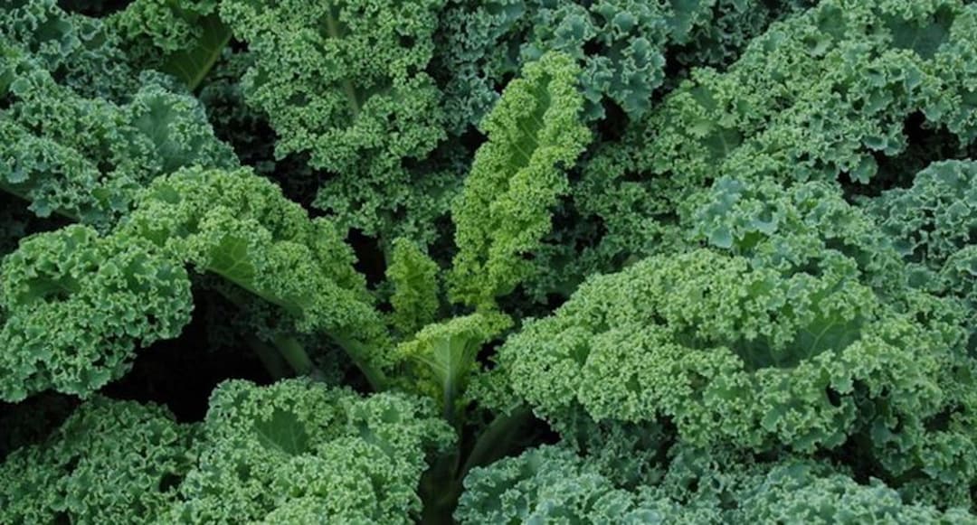 100 Count Dwarf Siberian Kale Seeds - NON-GMO - Heirloom - Free ...