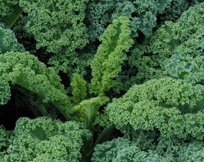 100 Count Dwarf Siberian Kale Seeds - NON-GMO - Heirloom - Free ...