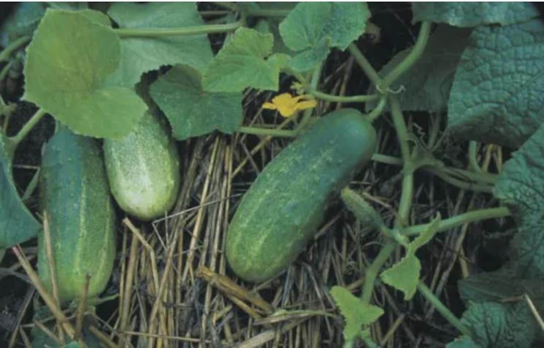 30 Ct Chicago Pickling Cucumber Seeds - NON-GMO / Heirloom - Etsy